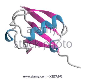 Ubiquitin protein molecule. Molecular tag that indicates proteins Stock ...