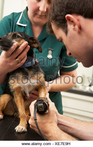 Male Veterinary Surgeon And Nurse Examining Dog In Surgery Stock Photo ...