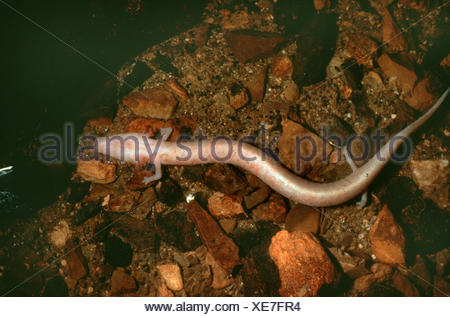European olm (blind salamander) (Proteus anguinus), in a cave Stock ...
