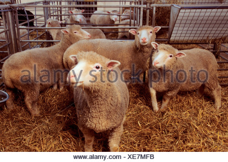 Dolly The Sheep, the world's first cloned mammal, created by Stock ...