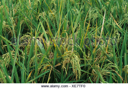 Bacterial leaf streak (Xanthomonas oryzicola) lesions on rice leaves ...