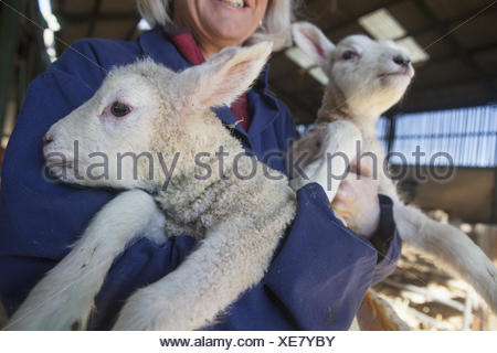 Lamb, lambing, baby sheep, lambs Stock Photo: 54147392 - Alamy