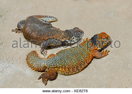 Wild Spiny tailed Agama Lizard in Qatar Desert Stock Photo - Alamy