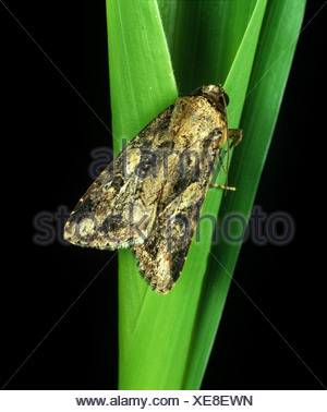 African armyworm Spodoptera exempta on damaged maize or corn leaves ...