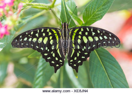 Tailed Jay or Green-spotted Triangle Butterfly, Graphium agamemnon ...