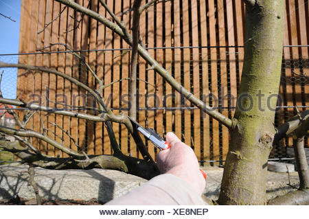 Apple tree espalier pruning Stock Photo - Alamy