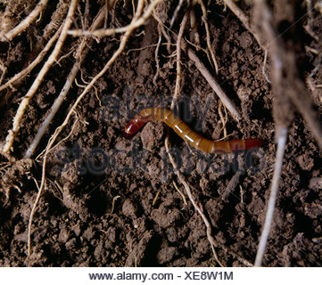 WIREWORM (LARVA) OF CLICK BEETLE (LIMONIUS AGONUS) DESTRUCTIVE-SOIL ...