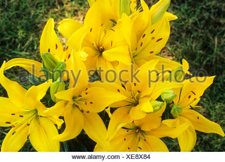 Lilium 'Lemon Pixie' dwarf oriental lily yellow flower garden plant ...