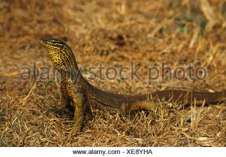 Bungarra or sand goanna (Varanus gouldii Stock Photo: 163047415 - Alamy