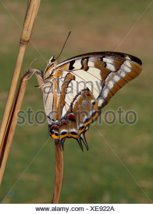 Tailed emperor butterfly, Polyura sempronius, on red torch ginger Stock ...