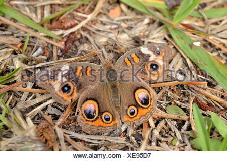 Blue Common Buckeye Butterfly Junonia Coenia Stock Photo: 56109466 - Alamy