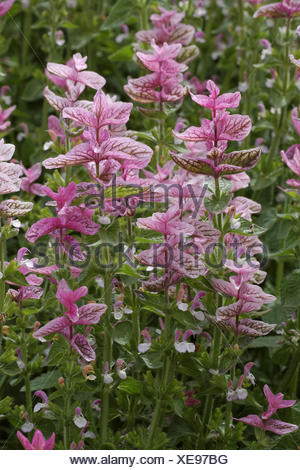 Salvia viridis 'Pink Sunday, Sage, Clary sage Stock Photo: 50254728 - Alamy
