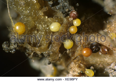 Golden Nematode Cysts Stock Photo: 134994312 - Alamy