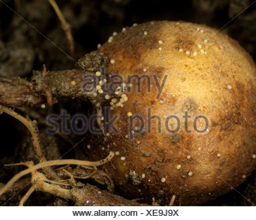 Pale or yellow potato cyst nematode (Heterodera pallida) cysts on a ...