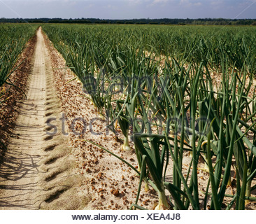 ONIONS GROWING IN THE FIELD VIDALIA, GEORGIA Stock Photo: 33656625 - Alamy