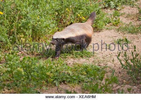 Honey badger (Mellivora capensis), also known as the ratel at Prague ...