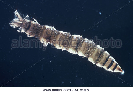 snipe fly (Atherix ibis), larva Stock Photo: 9981341 - Alamy