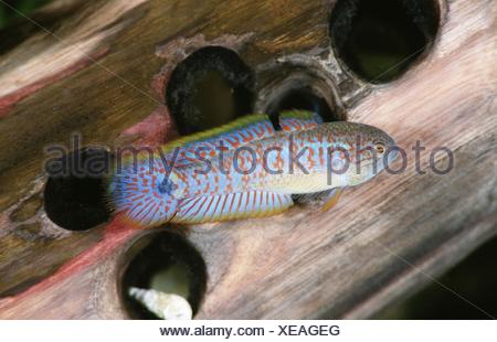 Eye-spot sleeper, Peacock gudgeon, Peacock goby (Tateurndina ...