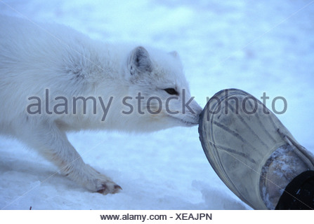 Arctic fox foot (Alopex lagopus) - bottom view showing the thick fur ...