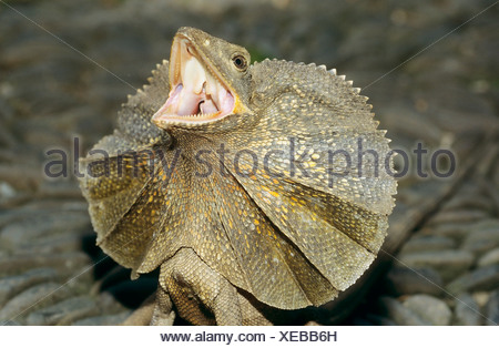 FRILLED LIZARD Chlamydosaurus kingii Threat display Kakadu National ...