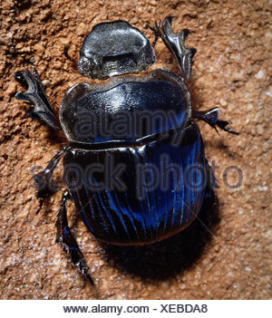 zoology / animals, insect, beetles, Dung Beetle, (Scarabaeus sacer ...