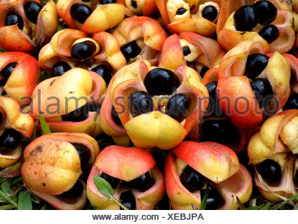plant plants tree trees ackee ackees akee akees achee achees evergreen ...