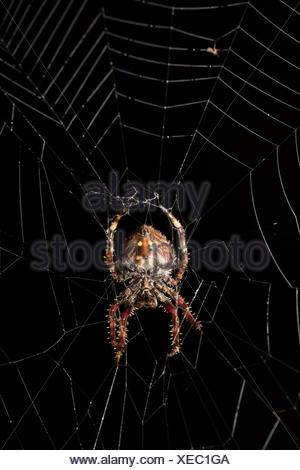 Darwin's bark spider Caerostris darwini Madagascar Stock Photo ...