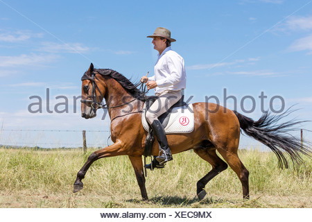 Boerperd, Boer Pony. Bay horse with rider showing an extended trot ...