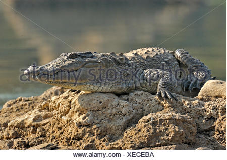 Indian crocodile (mugger or marsh) side view with jaws open Stock Photo ...