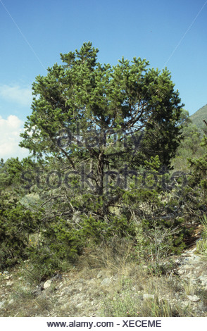 Mexican Pinyon Pine (Pinus cembroides) habit, growing in desert Stock ...
