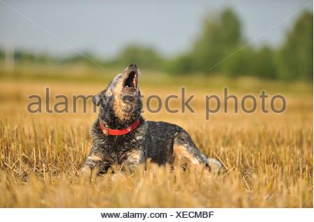 Australian Cattle Dog barking Stock Photo: 28379151 - Alamy