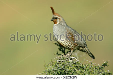 Gambel's-Scaled Quail Hybrid Stock Photo - Alamy