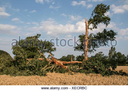 Tree struck by lightning Stock Photo: 58598461 - Alamy