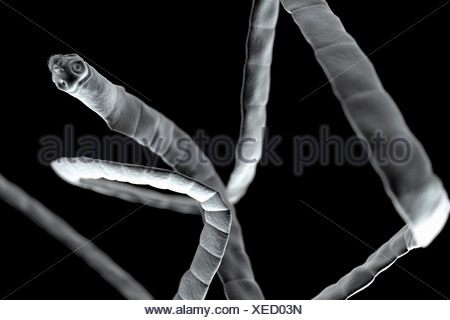 Microscopic styled visualization of a tapeworm (Cestoda Stock Photo ...