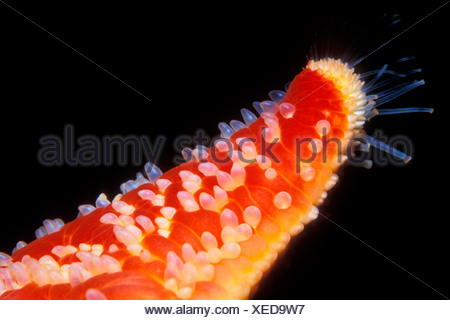 Red Cushion Starfish Porania pulvillus Alesund North Atlantic Norway ...
