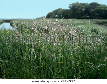 Red Fescue (Festuca rubra Stock Photo: 50004776 - Alamy