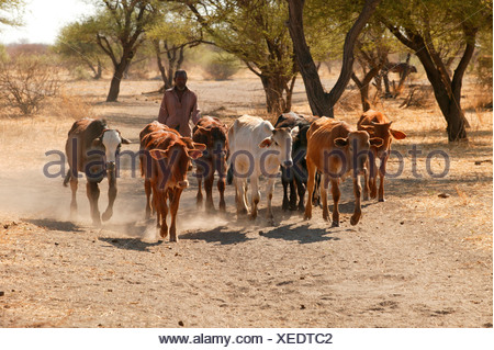 Cattle herd, Cattlepost Bothatoga, Botswana, Africa Stock Photo ...