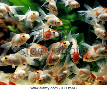 A young goldfish, Carassius auratus auratus, brown & silver colour ...