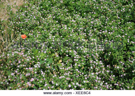 Persian clover, Shaftal (Trifolium resupinatum), blooming, wild form ...