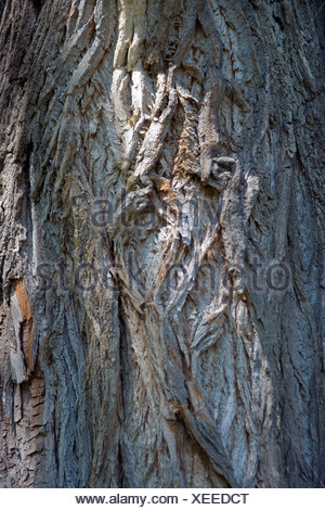 black poplar, balm of gilead, black cottonwood (Populus nigra), bark ...