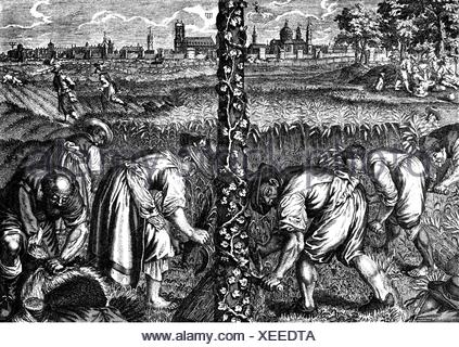 agriculture, farm labour, harvest, Roman harvest wagon, after relief ...