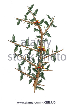 Myrrh tree. Leaves and resin. Commiphora myrrha. Vector illustration ...