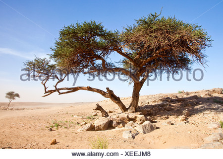 Tamarisk (Tamarix), Erg Chegaga region, Sahara desert near Mhamid Stock ...