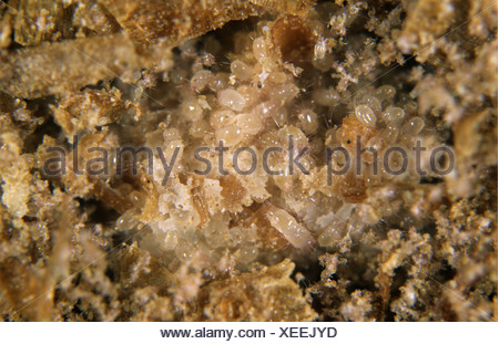 Grain mite Tyrophagus putrescentiae mites with predator mites Stock ...