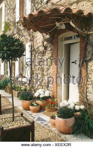 Clipped bay trees in pots on either side of painted front door in Stock ...