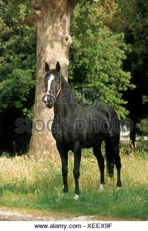 Salernitano horse standing meadow Stock Photo: 30554529 - Alamy