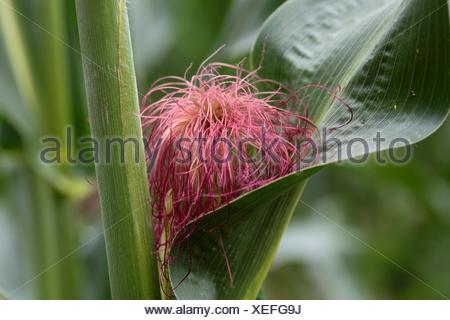 Female Maize Flower Stock Photo - Alamy