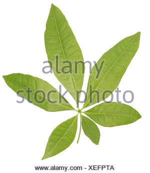 Provision Tree Pachira aquatica single leaf Stock Photo: 15762350 - Alamy
