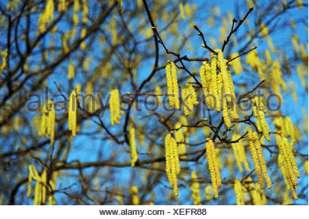Pollen of alder allergy triggering Stock Photo: 75064399 - Alamy