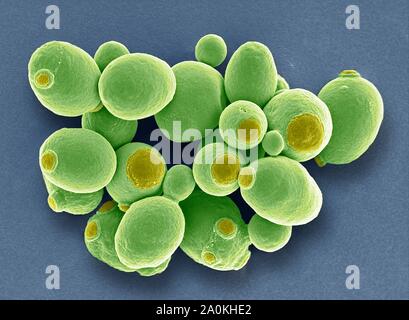 Hefezellen. Farbige Scanning Electron Micrograph (SEM) von Hefezellen ...